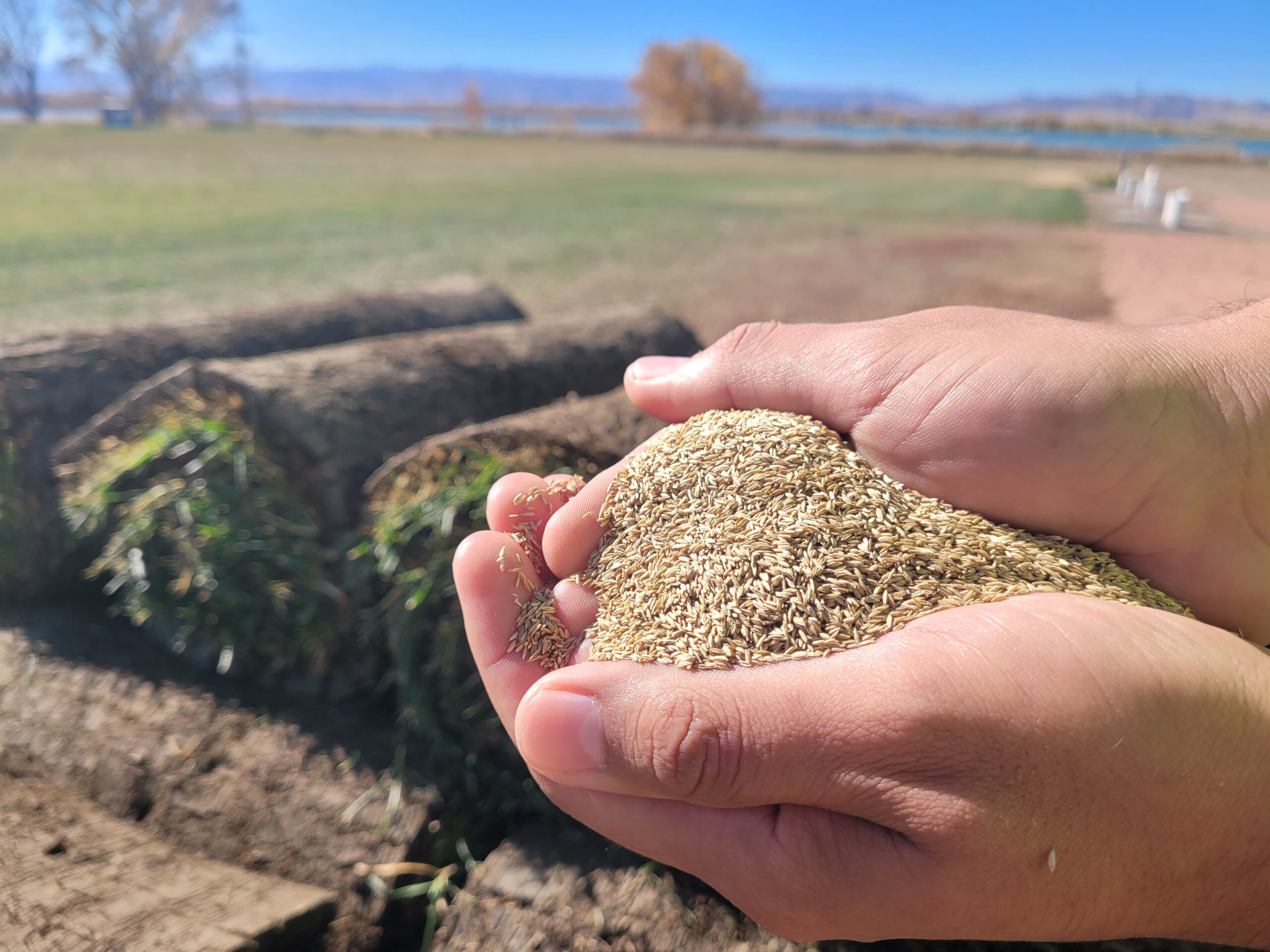 Sports Field Grass Seed 1lb Outdoor & Gardening Home & Living Seeds ...