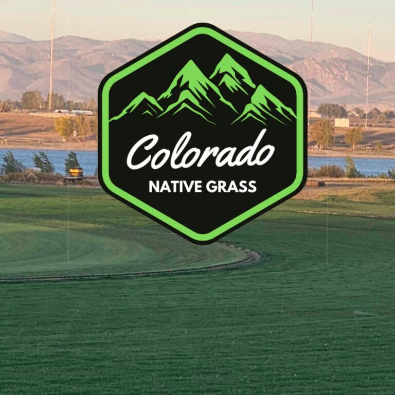 Colorado Native Grass - Korby Sod