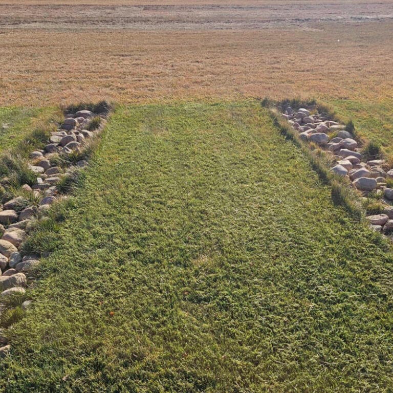 Colorado Native Grass - Korby Sod