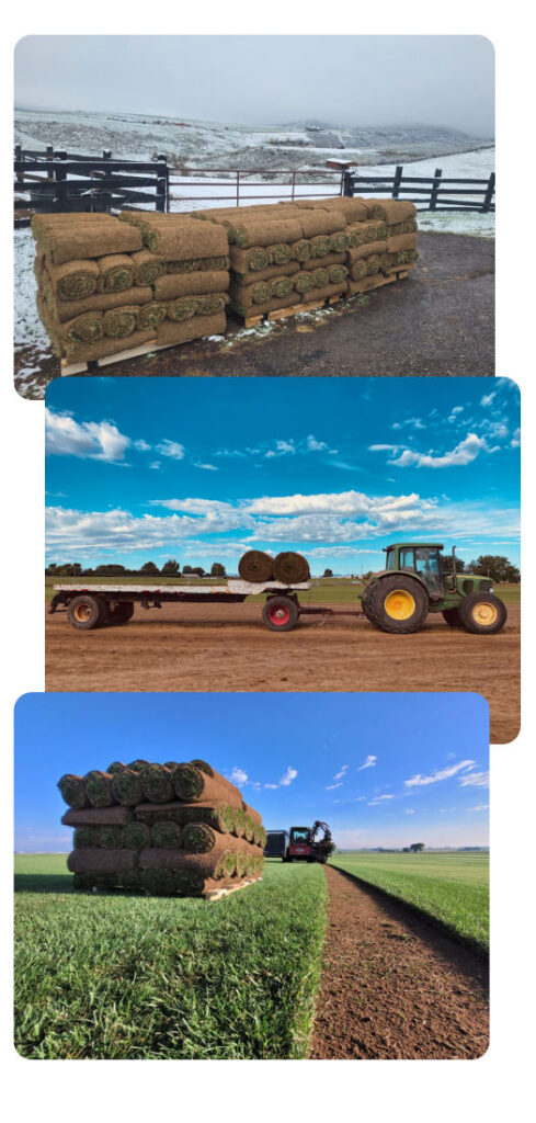 Sod, Sod Farm - Highest Quality Sod in Colorado & Wyoming